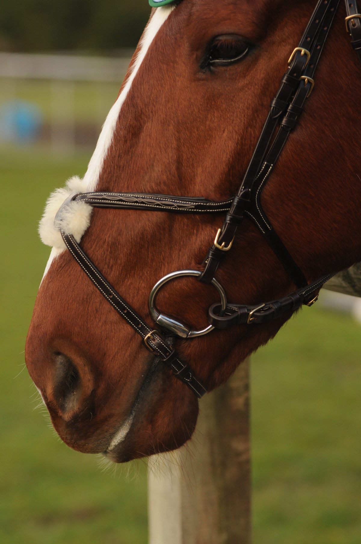 Kentaur Knoxville Grackle Bridle - Kentaur New Zealand